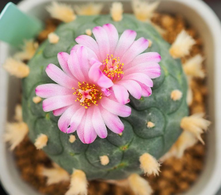 Tipos de cactus sin espinas - Miroytengo