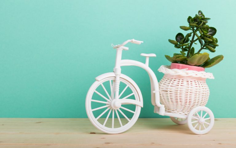 Plantas de sombra en maceta - Miroytengo.es